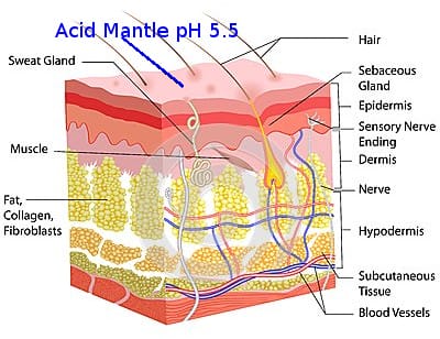 How To Take Care of Your Skin The Acid Mantle Innate Skin